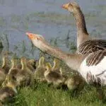 Breed of Geese: Inona no tsara kokoa ny miompy ao an-trano 236_3