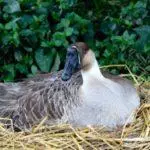 Geese-rotu: Mikä on parempi rodun kotona 236_8