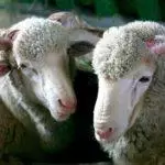 Baka Stavropol Sheep: Penerangan dan Ciri-ciri, Diet dan Pembiakan 2370_1