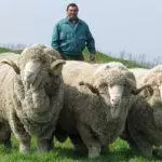Stavropol Breed af får: Beskrivelse og egenskaber, kost og avl 2370_2