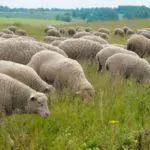 Stavropol نژاد گوسفند: توضیحات و ویژگی ها، رژیم غذایی و پرورش 2370_3