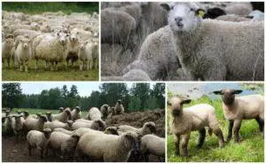 Beschrijving en kenmerken van de schapen van het Gorky-ras, de regels van hun inhoud