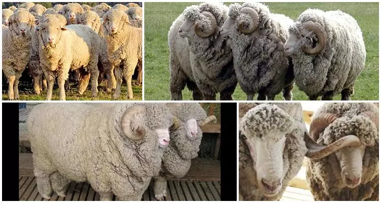Stavropol Breed af får