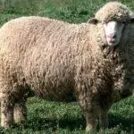 Baka Stavropol Sheep: Penerangan dan Ciri-ciri, Diet dan Pembiakan 2370_6
