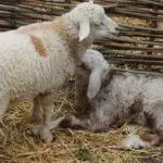 Baka Stavropol Sheep: Penerangan dan Ciri-ciri, Diet dan Pembiakan 2370_7