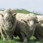 Stavropol Breed af får: Beskrivelse og egenskaber, kost og avl 2370_8