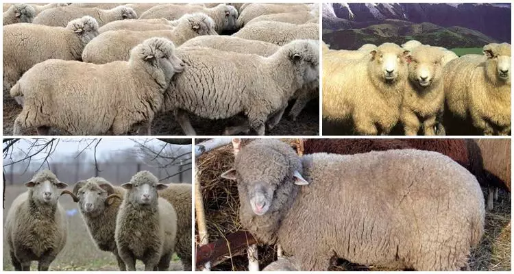 Ставропол үүлдэр хонь