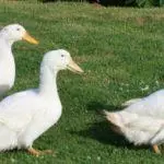 Eilsbury Ducks раса: опис и карактеристики, правила за одгледување 2382_1