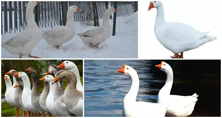 Eilsburi Breed Ducks