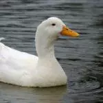 Ny Duck Eilsbury Ducked: Famaritana sy toetra, fitsipika ho an'ny fiompiana 2382_3