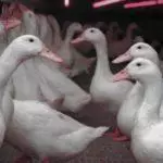 Eilsbury Ducks Arraza: deskribapena eta ezaugarriak, hazteko arauak 2382_6