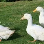 Eilsbury Ducks cins: Tanım ve özellikler, üreme kuralları 2382_7