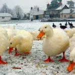 Eilsbury Ducks Raza: Descripción y características, Reglas para la cría 2382_8