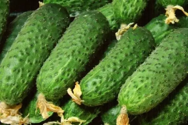 কোঁকড়া cucumbers.