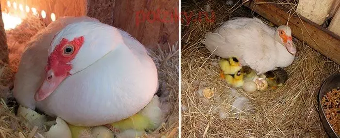 Зашто патка баца јаја из гнезда