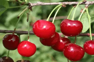 Zagorievskaya Cherry: Beskriuwing fan it ferskaat en skaaimerken, planten, kultivaasje en soarch
