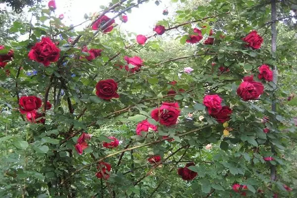 Kvitnúce ruže