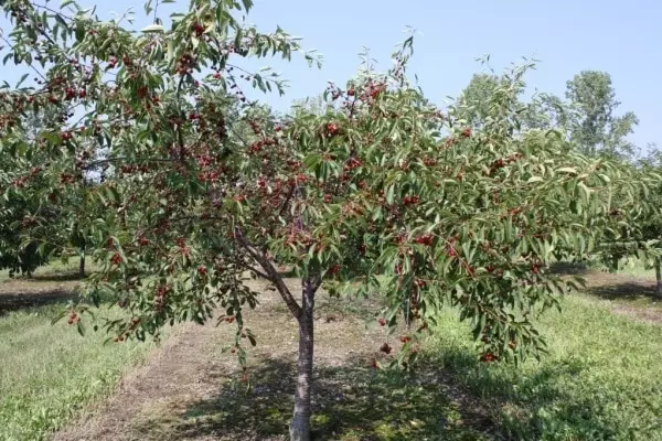 Geedka cherry