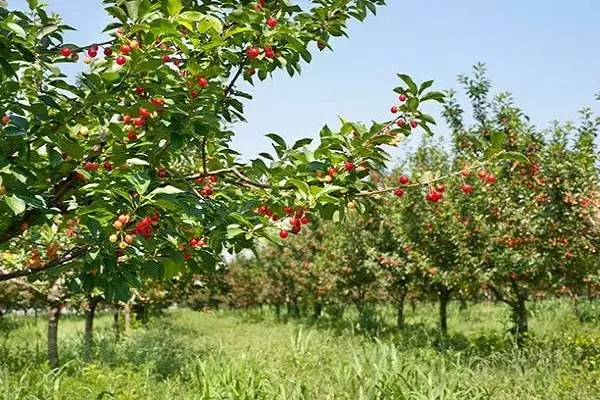 Pag-atiman sa Tree