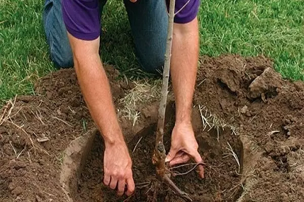 pentru a planta un copac