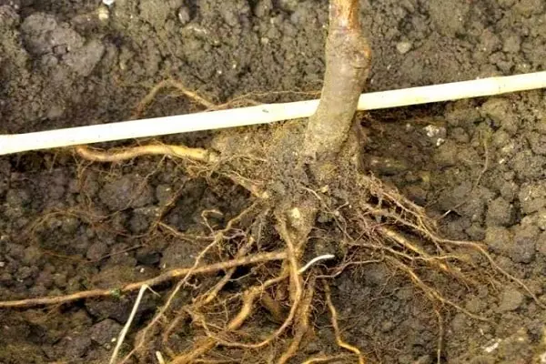drevesne korenine