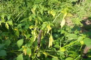 ¿Cuáles son las enfermedades y las plagas de Physalis, por qué la planta de hojas amarillas y su tratamiento?
