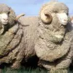 Raza de ovejas ásperas: los mejores nombres y cómo elegir 242_2