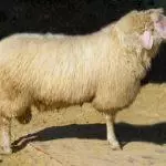 Raza de ovejas ásperas: los mejores nombres y cómo elegir 242_3
