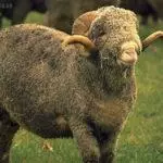 Груба овци раса: најдобри имиња и како да се избере 242_4