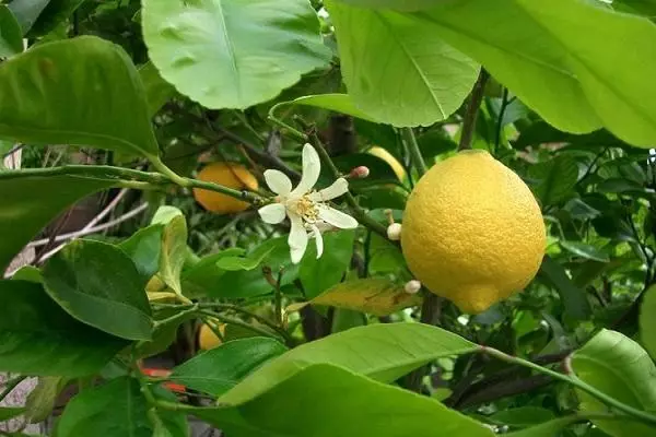 Citrus Blossoms.