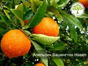 Mô tả về giống cam Washington mang và phát triển tại nhà