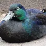 Kayuga Duck: Beskrivelse af race og habitat, pleje og indhold og hvad der drives 2434_1