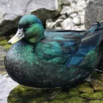Kayuga Duck: Descripción de la raza y el hábitat, el cuidado y el contenido y lo que funciona 2434_6