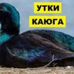 Kayuga Duck: Beskrywing van ras en habitat, sorg en inhoud en wat aangedryf word 2434_7