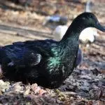 Kayuga duck: description of breed and habitat, care and content and what is powered 2434_8