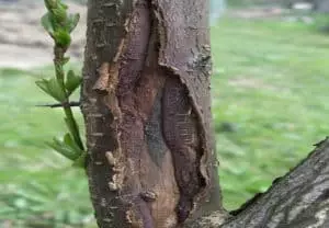 What to do if the bark is cracking on the apple tree, causes and treatment methods