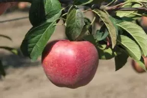Опис и карактеристике разноликости галеге од јабука и његове сорте, карактеристике култивације и неге