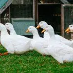 Peking Duck: Pórú sa bhaile, conas fás agus beatha 2455_1