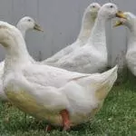 Peking Duck: Opdræt derhjemme, hvordan man vokser og fodrer 2455_2