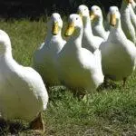 Peking Duck: Pórú sa bhaile, conas fás agus beatha 2455_3