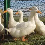 Peking Duck: Opdræt derhjemme, hvordan man vokser og fodrer 2455_7