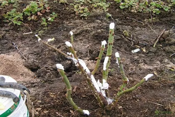 Bush á wintering