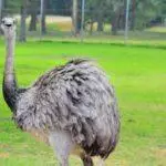 American Ostrich: Tlhaloso ea Nanda le bophelo, moo ho bolailoeng ho teng