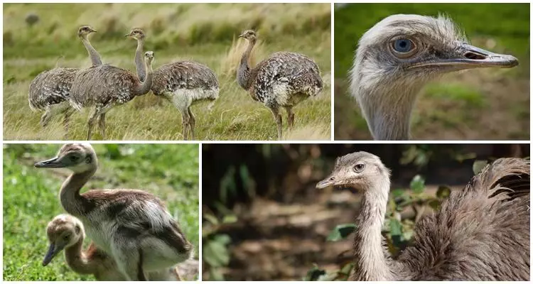 আমেরিকান ostrich.