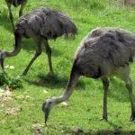 Ostrich american: descrierea Nanda și stilul de viață, unde trăiește diluția 246_2