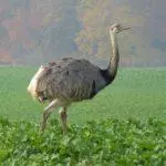 Ostrich ອາເມລິກາ: ລາຍລະອຽດຂອງ Nanda ແລະວິຖີຊີວິດ, ບ່ອນທີ່ມີຄວາມລະມັດລະວັງ 246_3