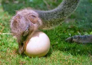 Mitu mune saab kanda jaanalindna päevas, kuu ja aasta, operatsiooni omadused