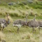 Ostrich ອາເມລິກາ: ລາຍລະອຽດຂອງ Nanda ແລະວິຖີຊີວິດ, ບ່ອນທີ່ມີຄວາມລະມັດລະວັງ 246_6