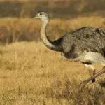 Ostrich y'Abanyamerika: Nanda ibisobanuro n'ubuzima, aho Delution iba ubuzima 246_7