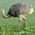 American Ostrich: Nanda Lýsing og lífsstíll, þar sem þynning býr 246_8